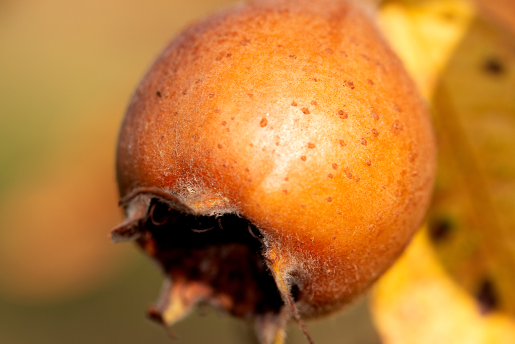 Mispeln - Das Aroma kommt nach dem Frost ~ Gabriele Zach